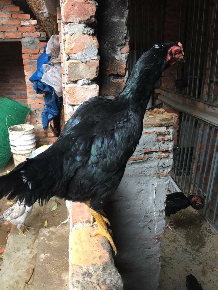 Gà Mái Chọi Ô Đen Lưỡng Nhãn: Chiến Kê Đặc Biệt Của Việt Nam