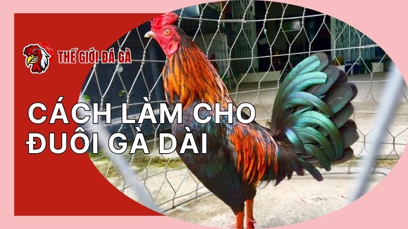 Cách làm cho đuôi gà dài nhanh, đẹp và an toàn của đại sư kê