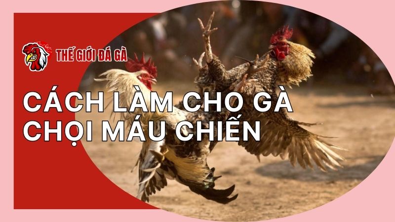Cách làm cho gà chọi máu chiến mà sư kê luôn giấu kín