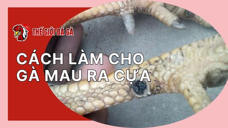 Cách làm cho gà mau ra cựa đúng chuẩn và hiệu quả nhanh